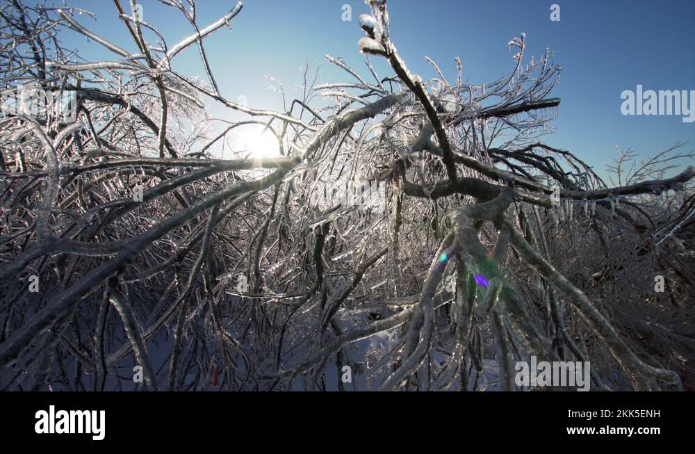 Close view of the trees which branches are covered with ice after icy ...