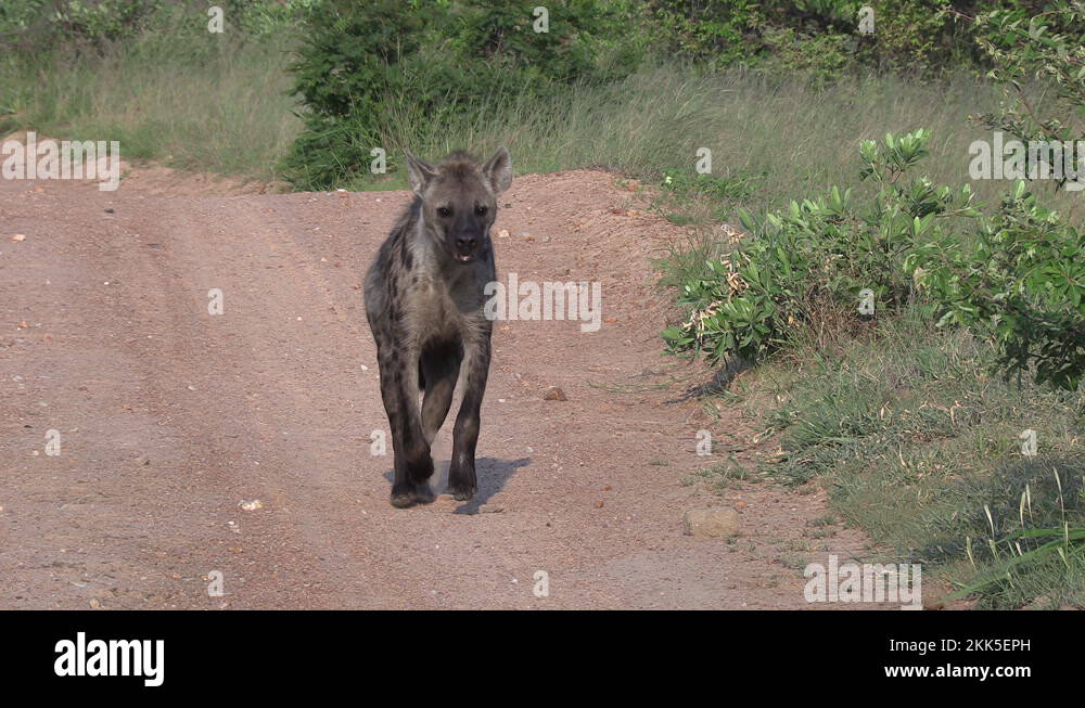 Spotted hyena running Stock Videos & Footage - HD and 4K Video Clips ...