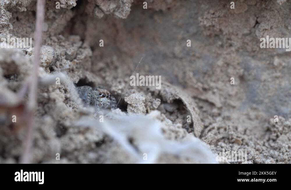 Spider hole Stock Videos & Footage - HD and 4K Video Clips - Alamy