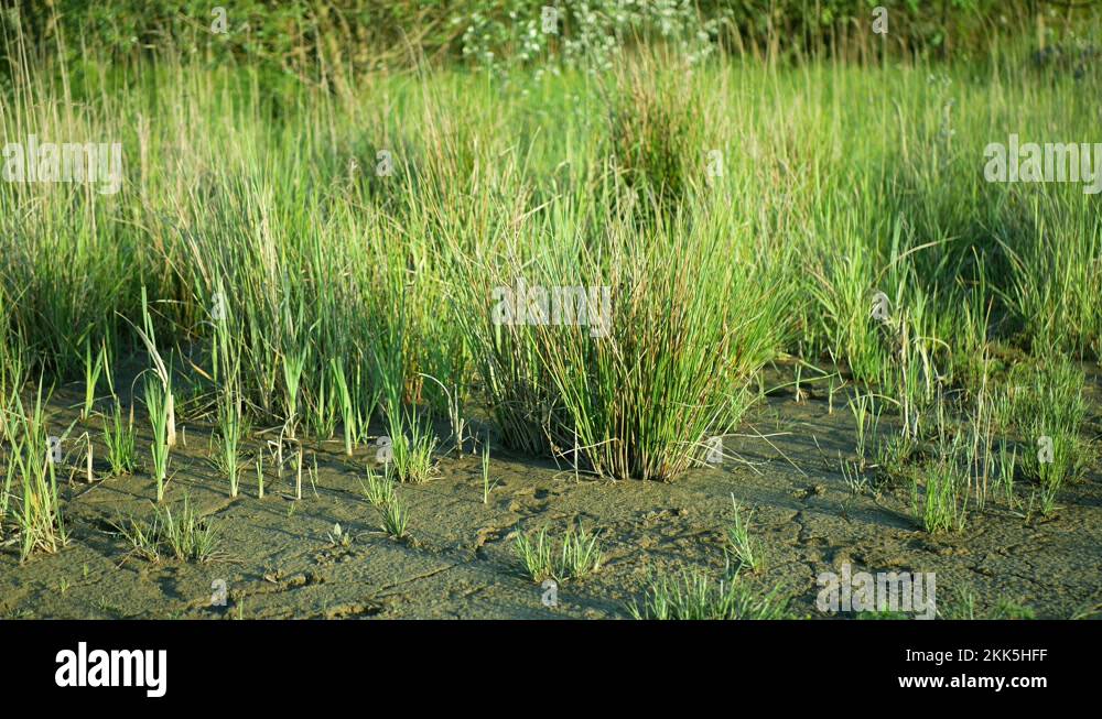 Drought wetland, swamp clay rushes Juncus drying up cracked soil crust ...
