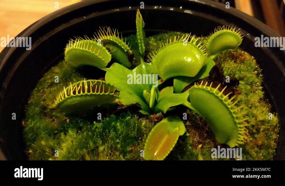 Carnivorous venus fly traps Stock Videos & Footage - HD and 4K Video ...