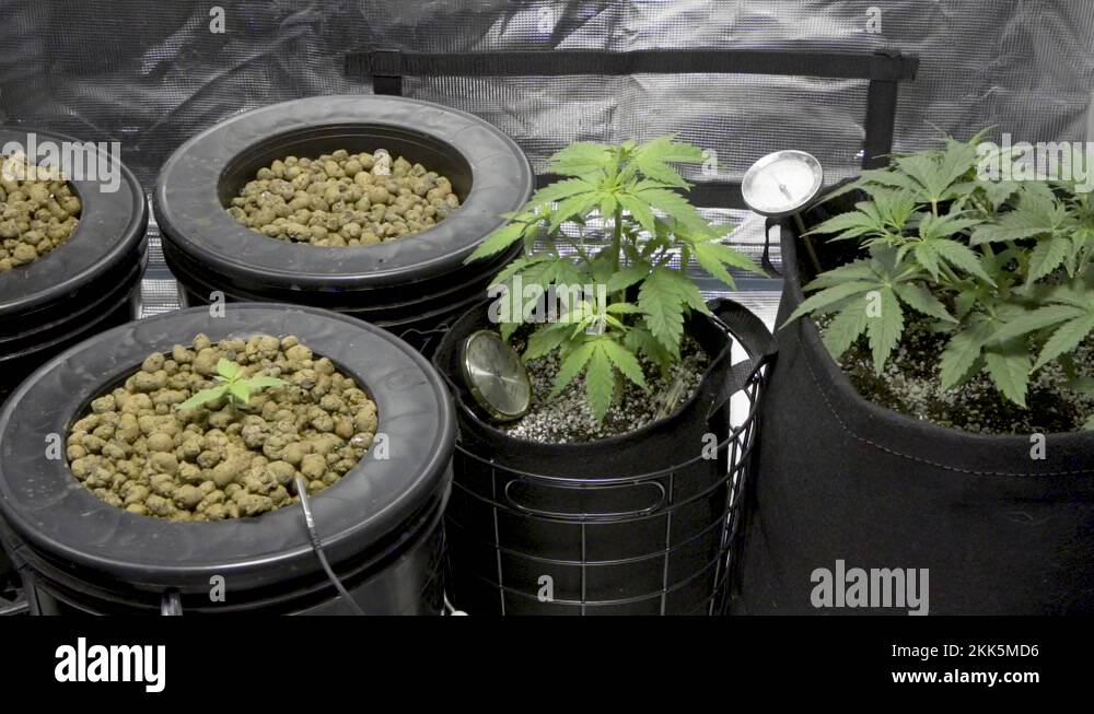Hydroponicsystem Stock Videos & Footage - HD and 4K Video Clips - Alamy