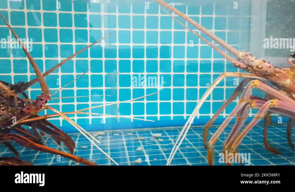 Scary horrifying long paw dark brown prawns in a glass tank kept alive ...