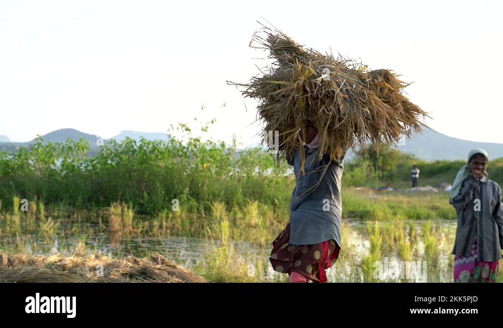 Indian Woman Walking While Carrying Rice Straw On Head In The ...