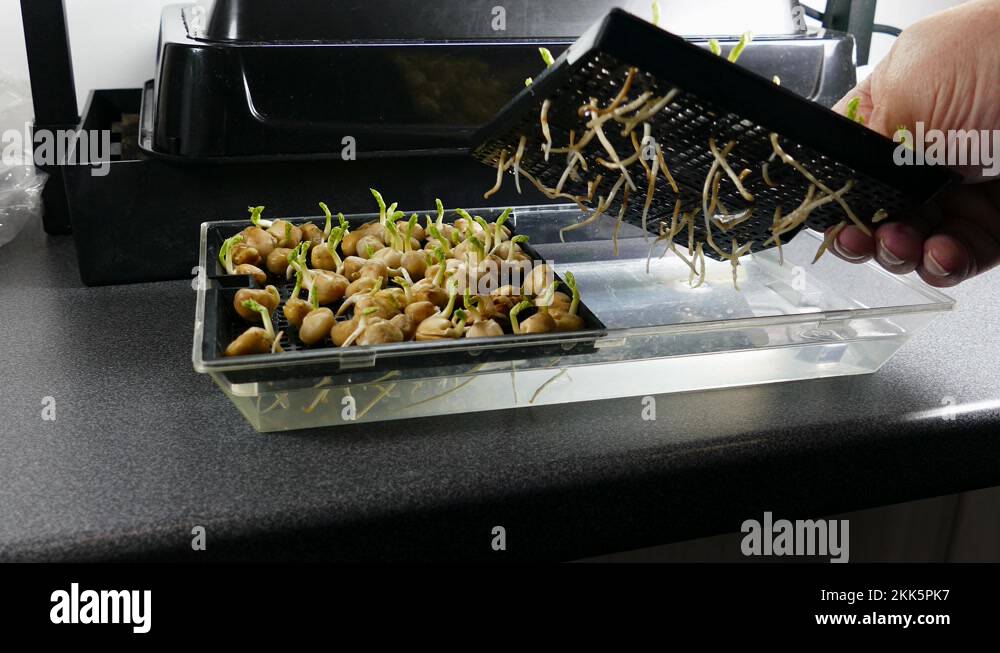 Microgreens pea seeds 7 day old, showing browning of roots Stock Video ...