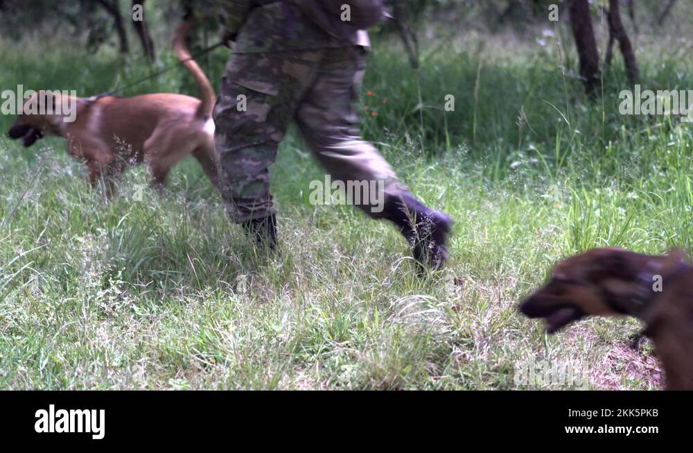 Police with sniffer dogs Stock Videos & Footage - HD and 4K Video Clips ...