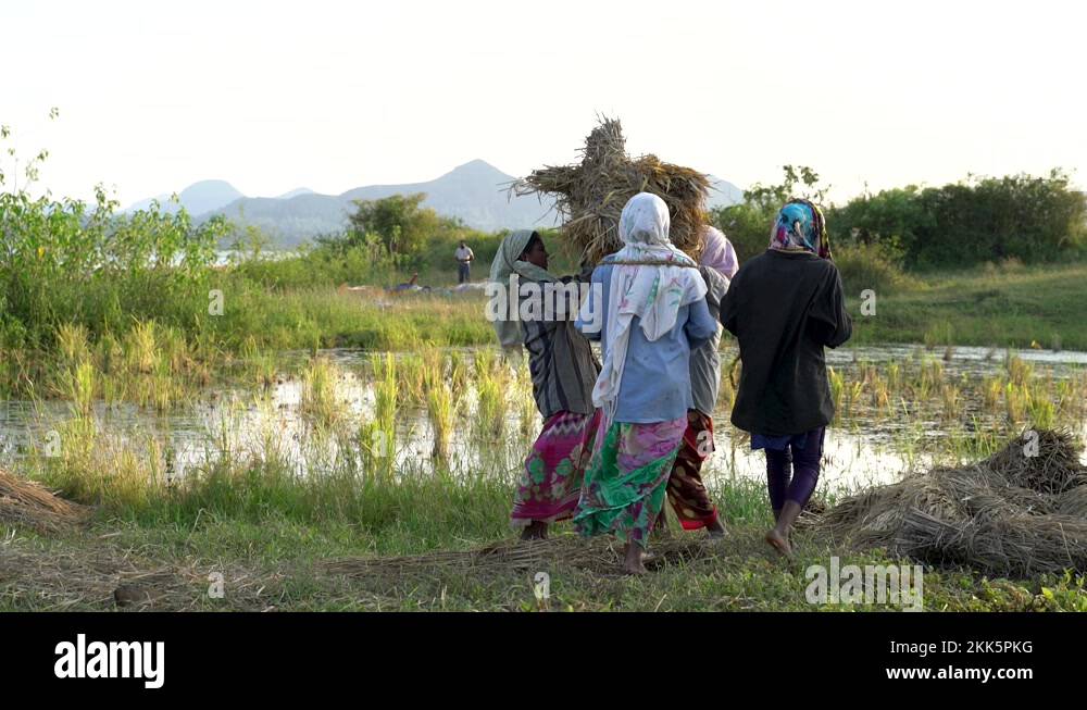 Group Of Women Farmers Helping Others On Carrying Rice Straw On Head In ...