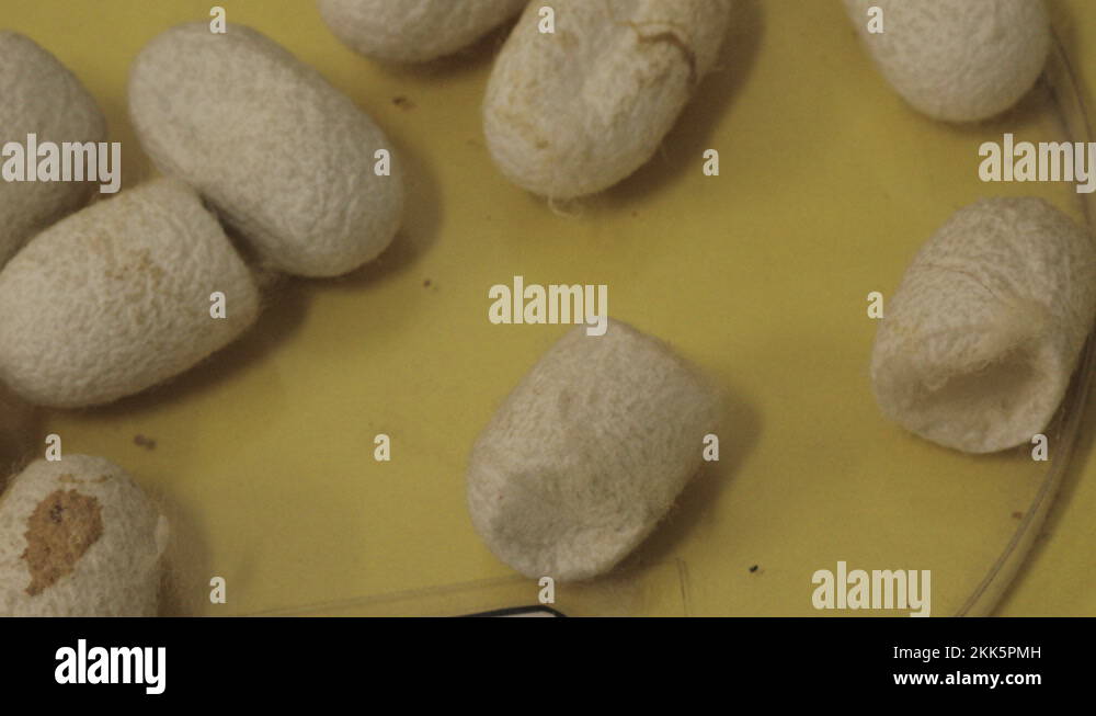 Evolution of silkworm Stock Videos & Footage - HD and 4K Video Clips ...