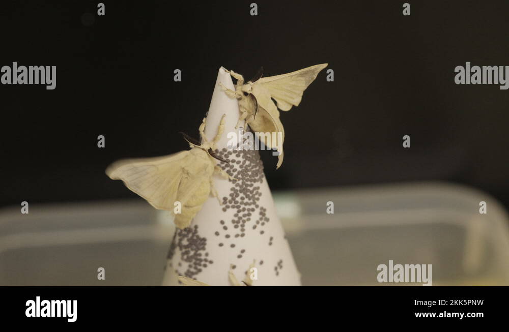 Moth fly pattern Stock Videos & Footage - HD and 4K Video Clips - Alamy