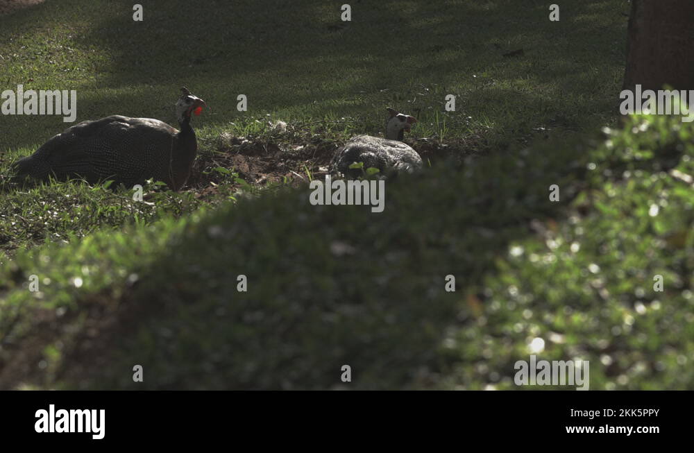 Chicken run garden Stock Videos & Footage - HD and 4K Video Clips - Alamy