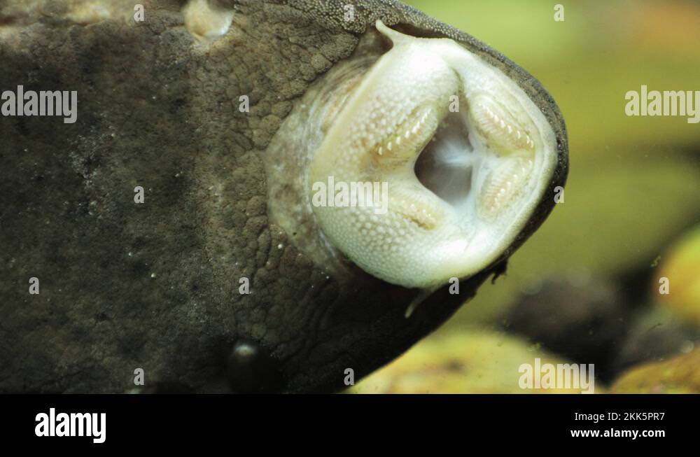 Fish lips and teeth Stock Videos & Footage - HD and 4K Video Clips - Alamy