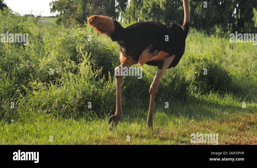 Closeup on body and legs of ostrich slowing from run to walk in grass ...