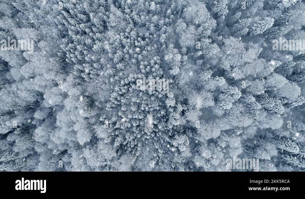 White frozen trees and falling snow flakes, snowstorm. Aerial top down ...