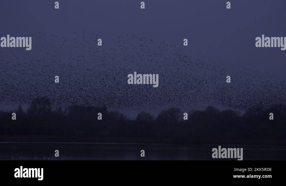 Dark blue sky and birds flying in large flock on migration evening 4K ...