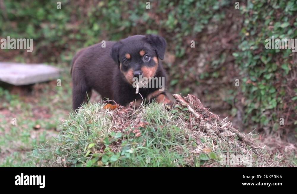 Puppy dog biting and chewing tree roots in the garden. Close up Stock ...