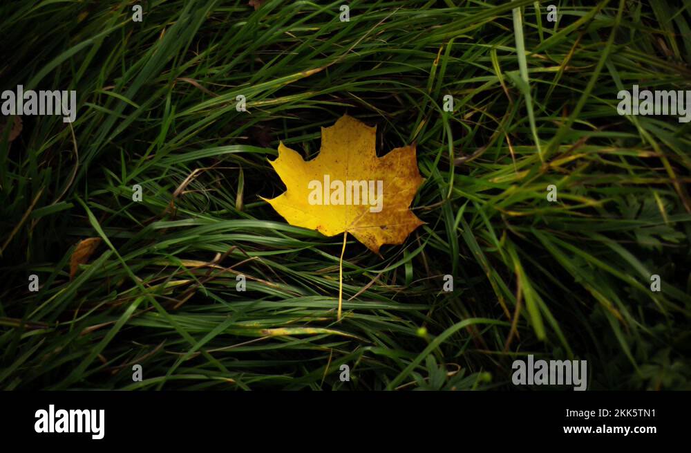 Leaf of grass Stock Videos & Footage - HD and 4K Video Clips - Alamy