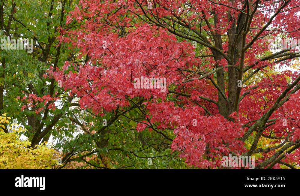 Vivid fall foliage on maple trees Stock Videos & Footage - HD and 4K ...
