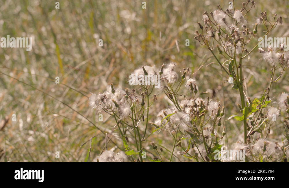 Wind dispersal of seeds Stock Videos & Footage - HD and 4K Video Clips ...