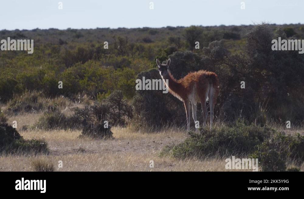 Wild llama Stock Videos & Footage - HD and 4K Video Clips - Alamy