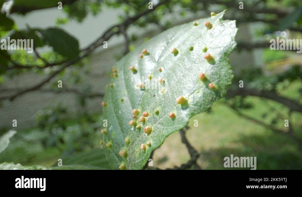 Leaf insect flower plant Stock Videos & Footage - HD and 4K Video Clips ...