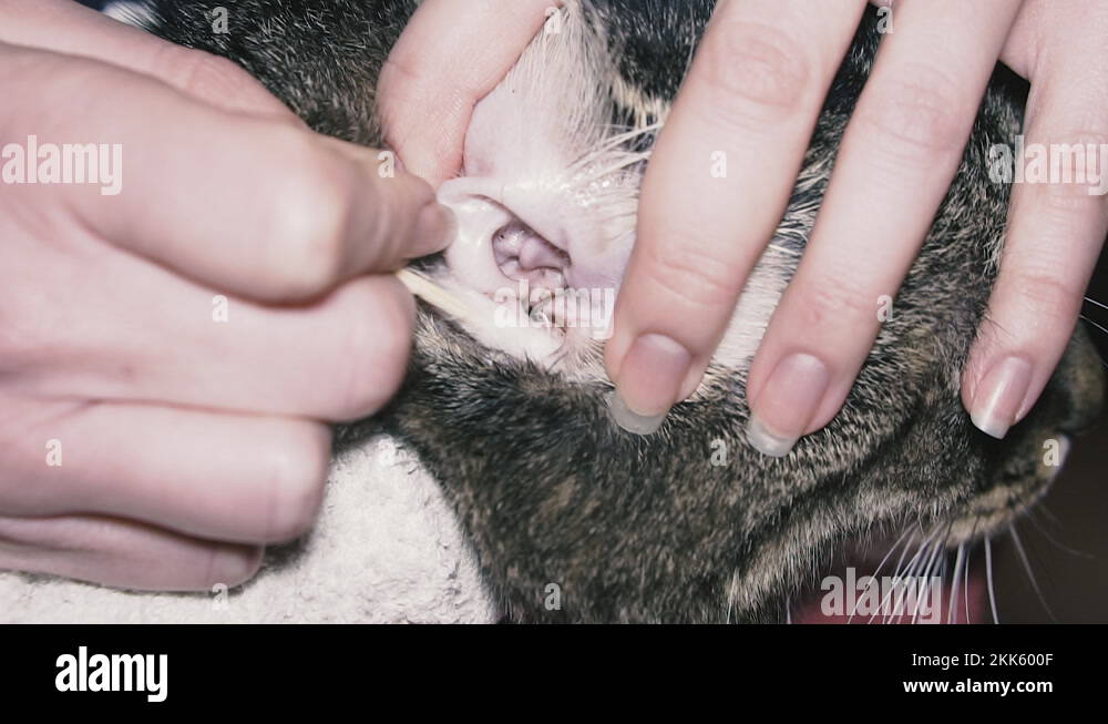 Ear mite. Ear mites are removed from the cat's ears Stock Video Footage ...