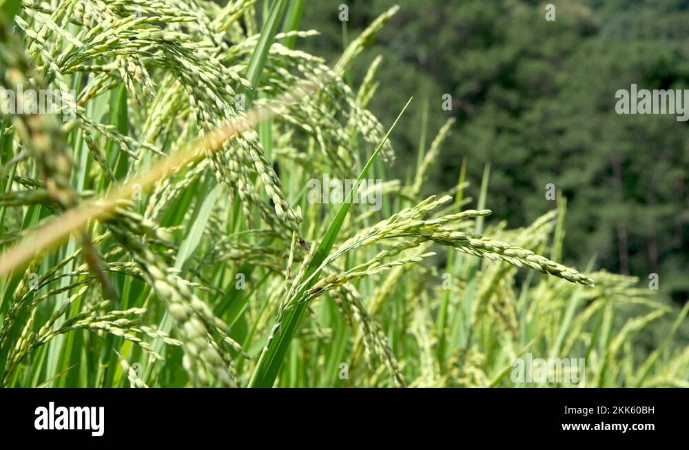 Close up ear of rice swaying by wind in paddy rice field under the ...