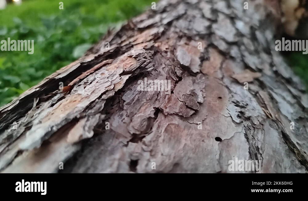 Log bark Stock Videos & Footage - HD and 4K Video Clips - Alamy