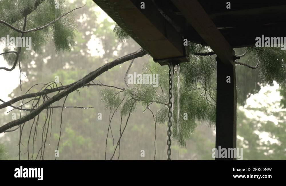 Raining. Rain water fall on pergola and drain pipe with tree at the ...