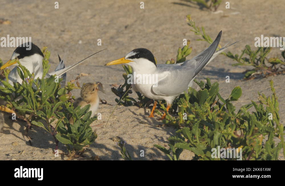 high frame rate side view of a little tern chick being fed a small fish Stock Video Footage - Alamy