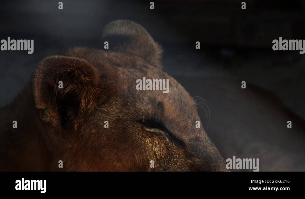 Spotted lion Stock Videos & Footage - HD and 4K Video Clips - Alamy