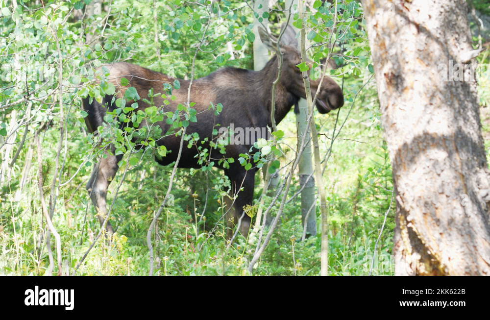 Female Moose Slowly Walking Behind a Tree in the Woods Surrounded by ...