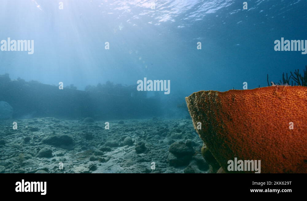 Caribbean fish at tugboat wreck Stock Videos & Footage - HD and 4K ...