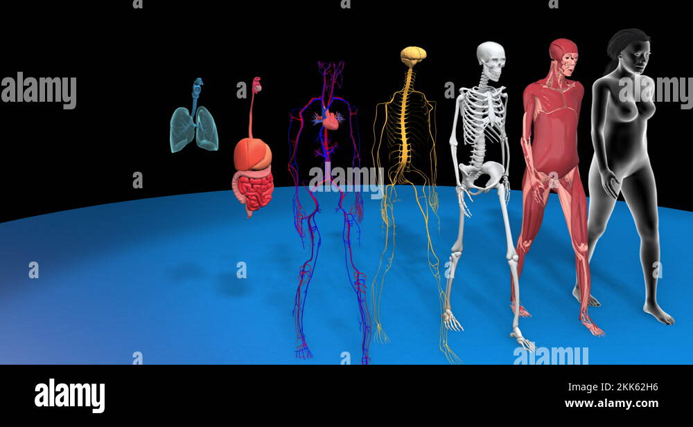Body model systems Stock Videos & Footage - HD and 4K Video Clips - Alamy