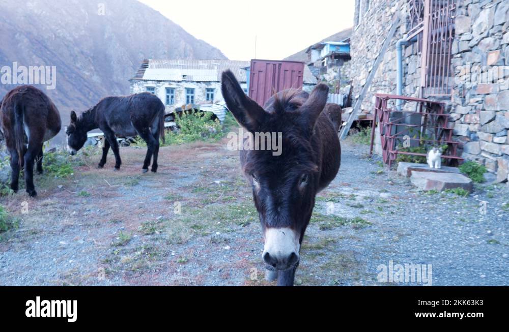 Mule with white nose Stock Videos & Footage - HD and 4K Video Clips - Alamy