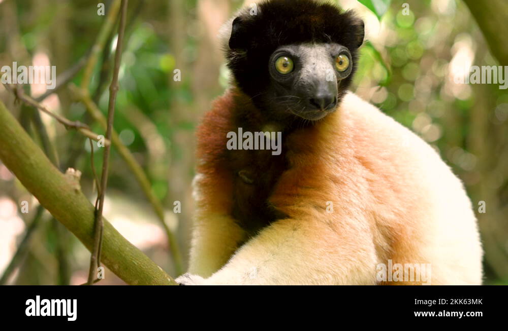 Madagascar animal mammal lemur sifaka Stock Videos & Footage - HD and ...