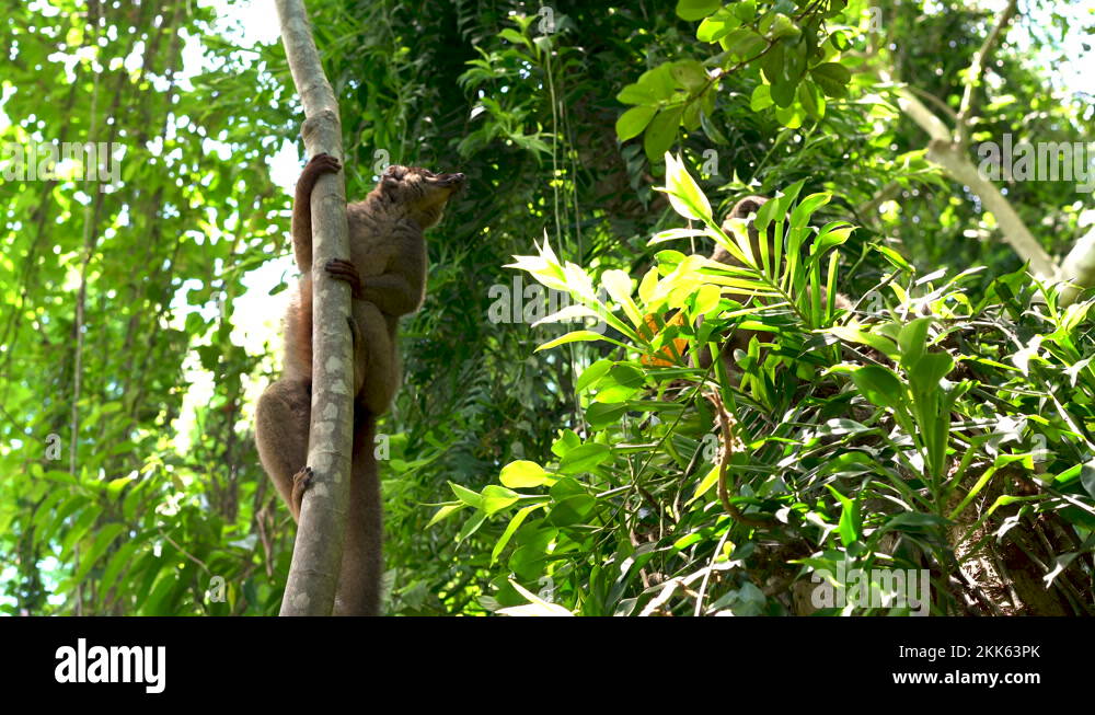 Extinct animals of madagascar Stock Videos & Footage - HD and 4K Video ...