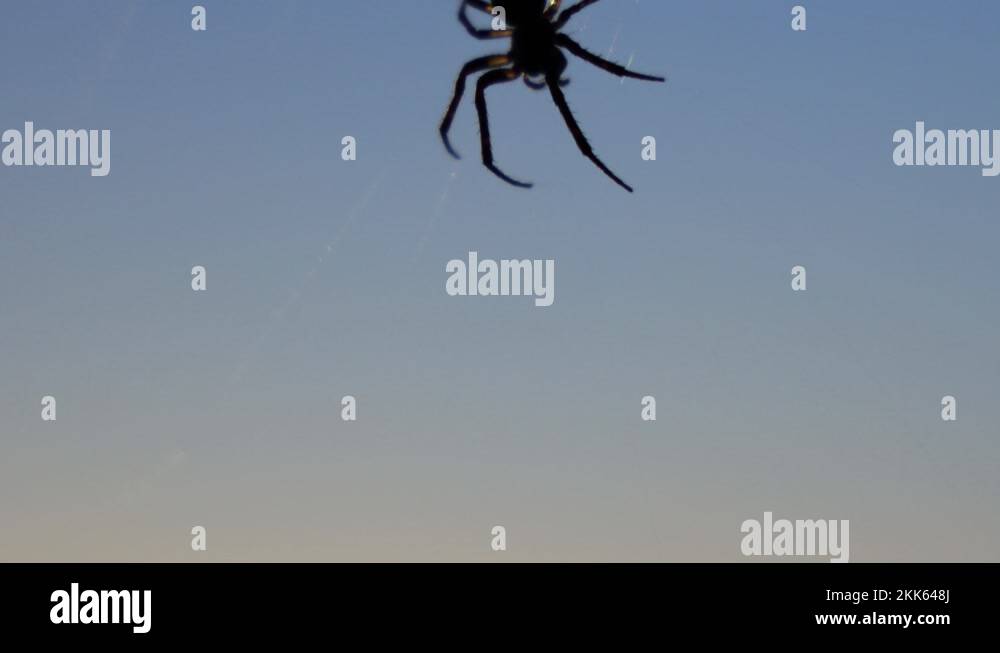Tick silhouette Stock Videos & Footage - HD and 4K Video Clips - Alamy