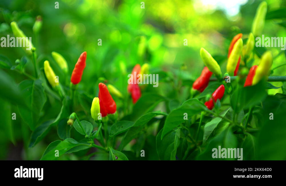 Chilli tabasco plant Stock Videos & Footage - HD and 4K Video Clips - Alamy