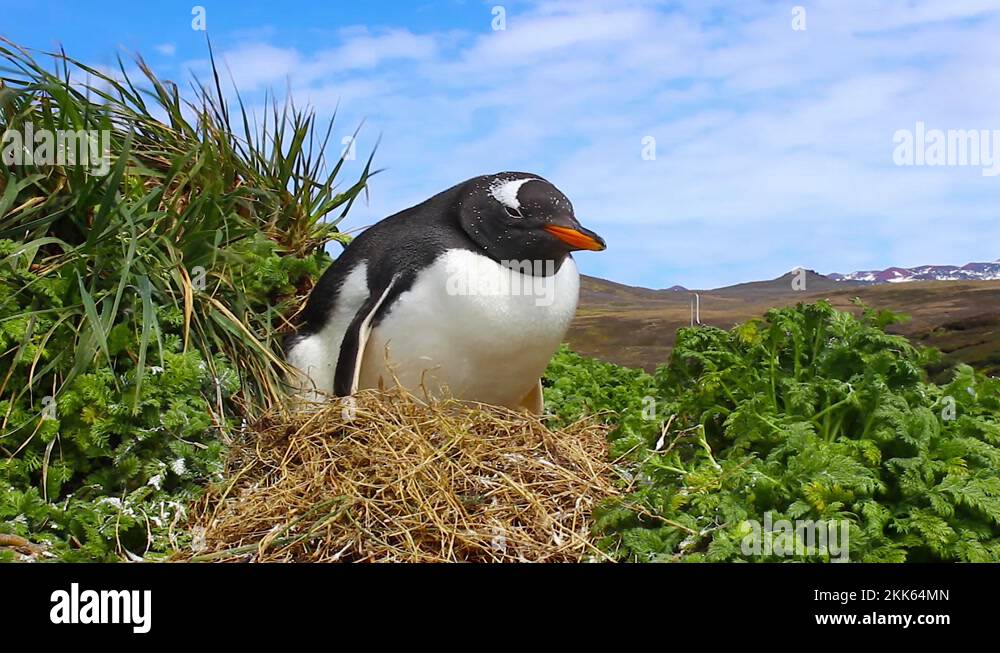 Penguin egg nest Stock Videos & Footage - HD and 4K Video Clips - Alamy