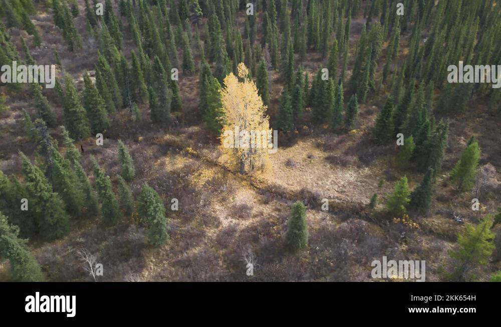 White spruce forest Stock Videos & Footage - HD and 4K Video Clips - Alamy