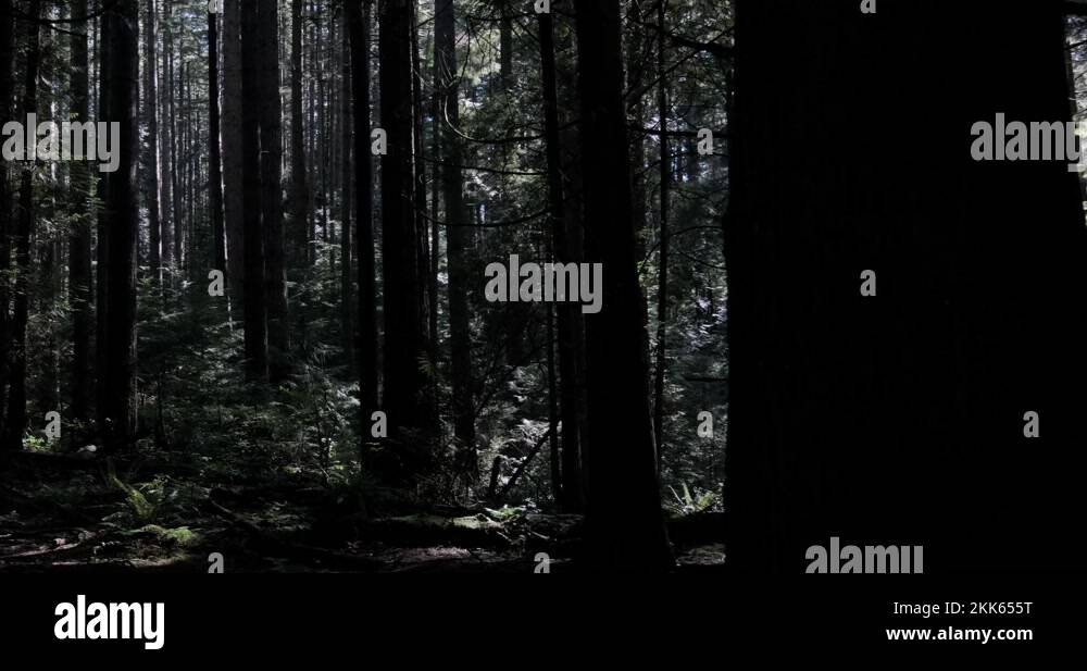 Sunlight in spots Stock Videos & Footage - HD and 4K Video Clips - Alamy