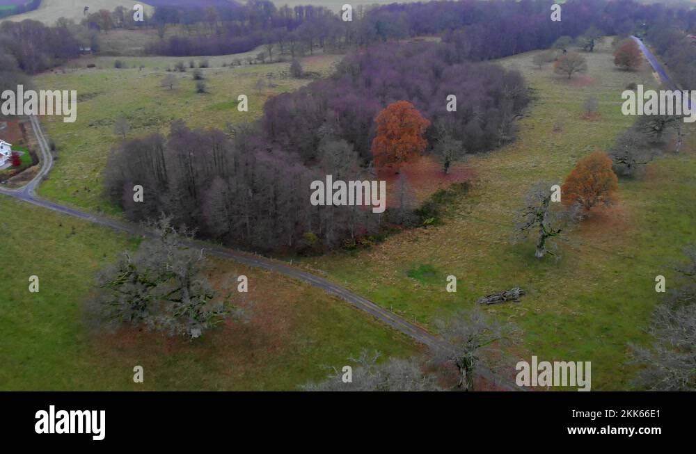 Oak circle Stock Videos & Footage - HD and 4K Video Clips - Alamy