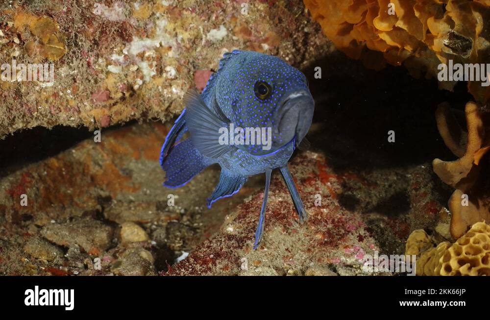 Southern Blue Devil Fish Paraplesiops meleagris endemic Southern ...