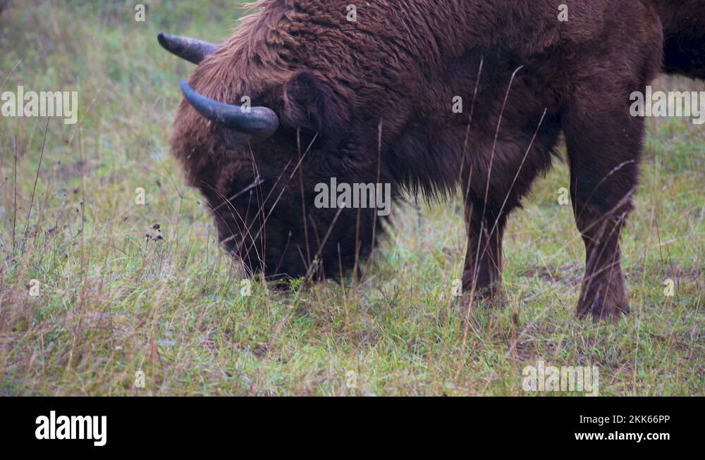 Furry hooves Stock Videos & Footage - HD and 4K Video Clips - Alamy