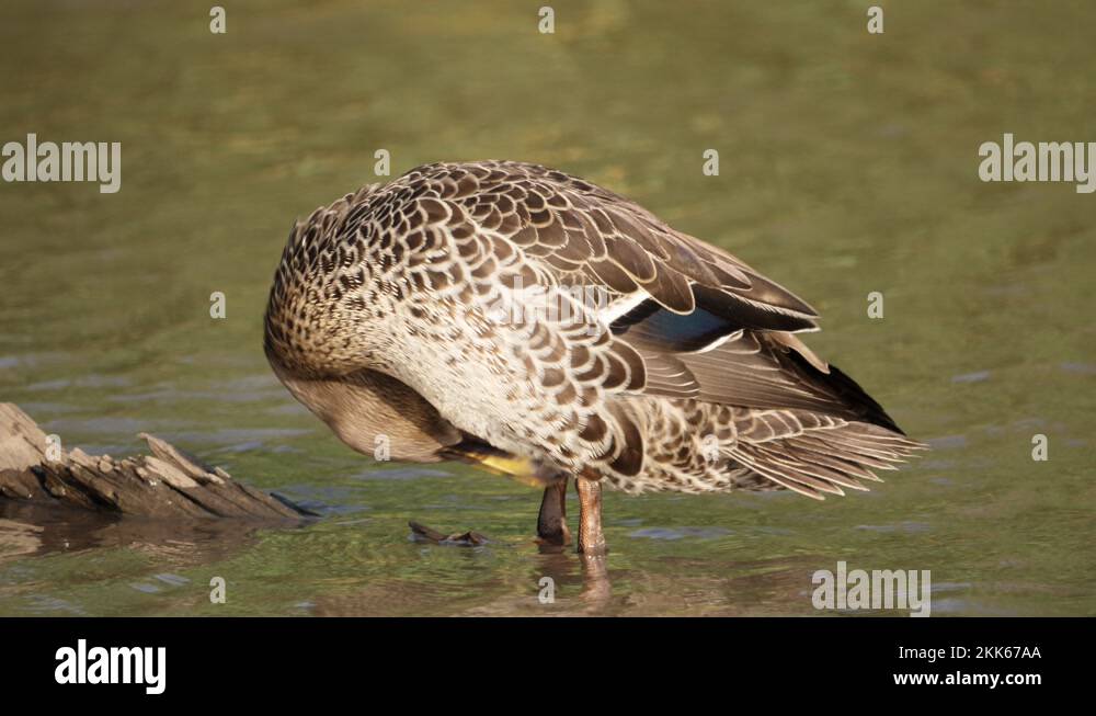 Duck chest Stock Videos & Footage - HD and 4K Video Clips - Alamy