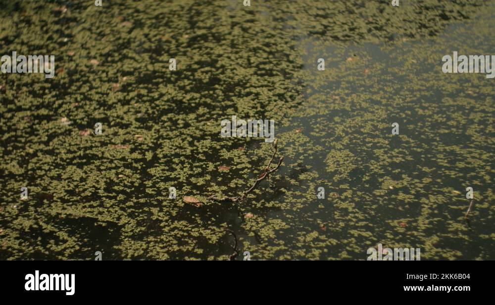 Pond with chlorophyta green algae Stock Videos & Footage - HD and 4K ...