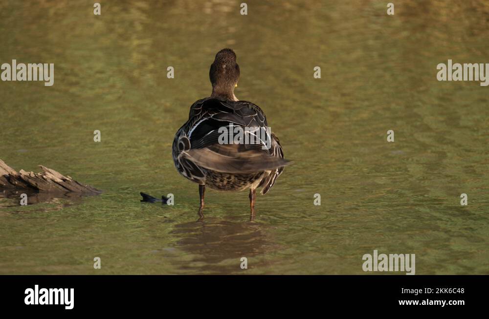 Duck rear view Stock Videos & Footage - HD and 4K Video Clips - Alamy