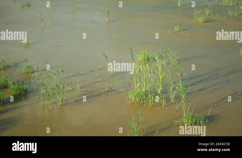 Drought wetland, swamp pond drying up the soil, slowly dries the ...