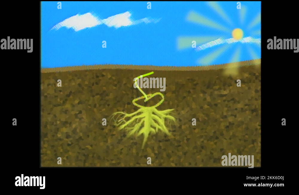 Plant Growth Process Stock Videos Footage Hd And 4k Video Clips Alamy