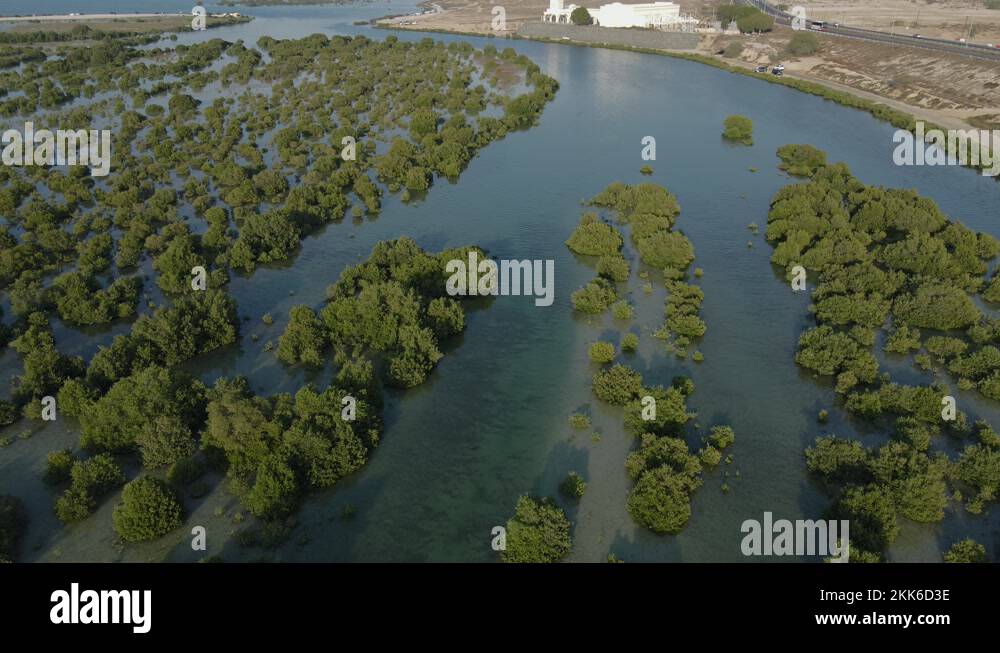 Top view of Umm Al Quwain Mangroves, United Arab Emirates, UAE ...